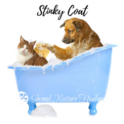 250 x 250 stinky coat (1) | Second Nature Healing®