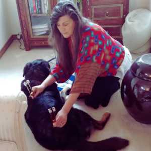 tuning forks for animal healing | Second Nature Healing®